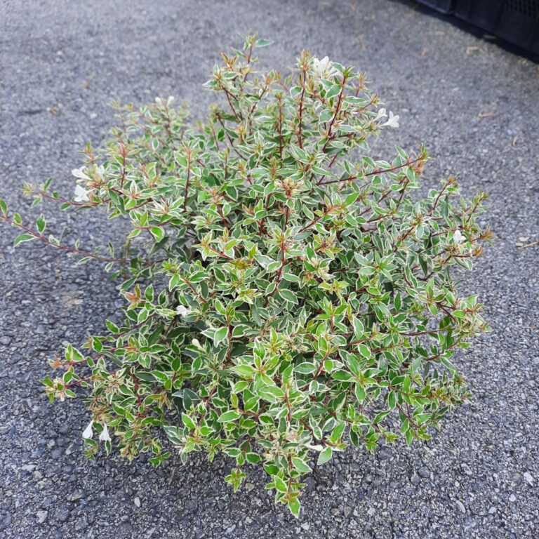 Abelia grandiflora variegata Abelija 25 cm