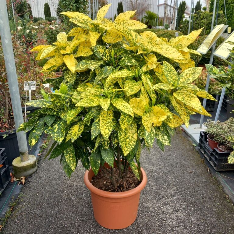 Aucuba japonica 'Crotonifolia Gold' 90–100 cm – Zimzeleni grm za ...