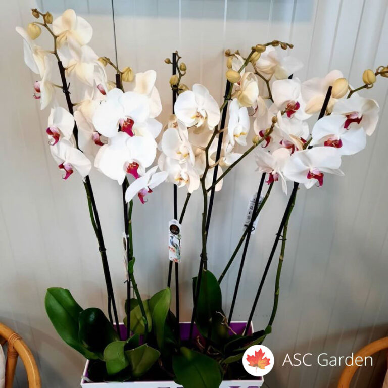Phalaenopsis orhideja, Cena orhideja, orhideja u saksiji, orhideja