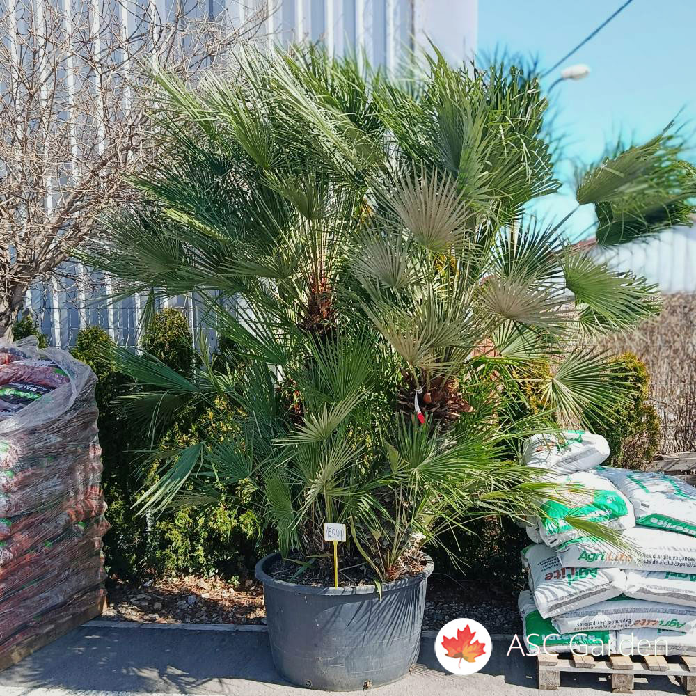 Sadnice palmi – Lepezaste i kanarske palme | ASC Garden