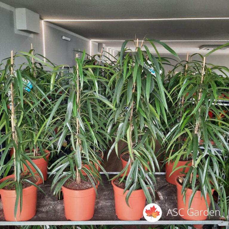 Ficus Alii 100 cm, Prodaja sadnica fikusa, Rasadnik Beograd