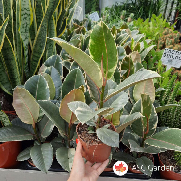 Ficus Alii 100 cm, Prodaja sadnica fikusa, Rasadnik Beograd