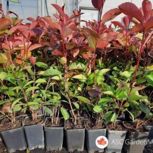 Photinia x fraseri 'Red Robin' - crvenolisna fotinija 20 cm, Fotinija