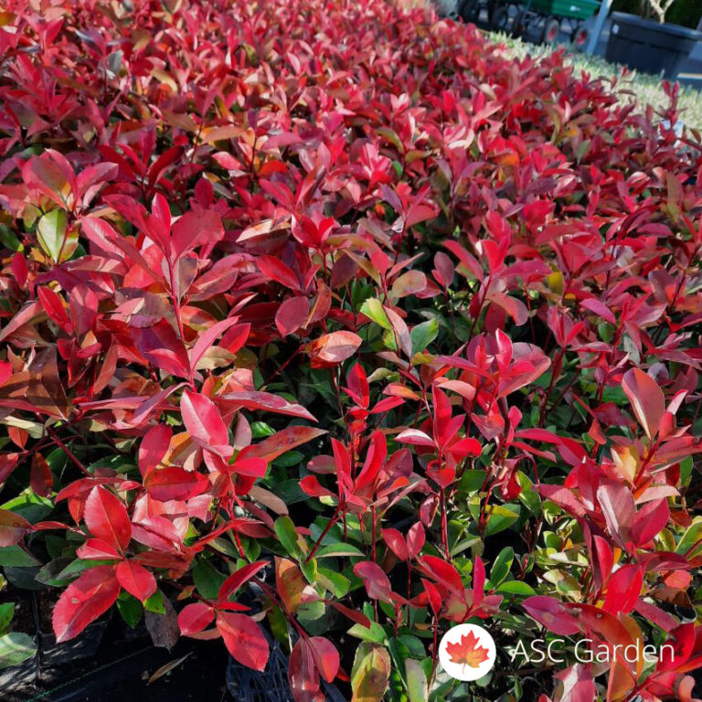 Photinia x fraseri 'Red Robin' - crvenolisna fotinija 20 cm, Fotinija