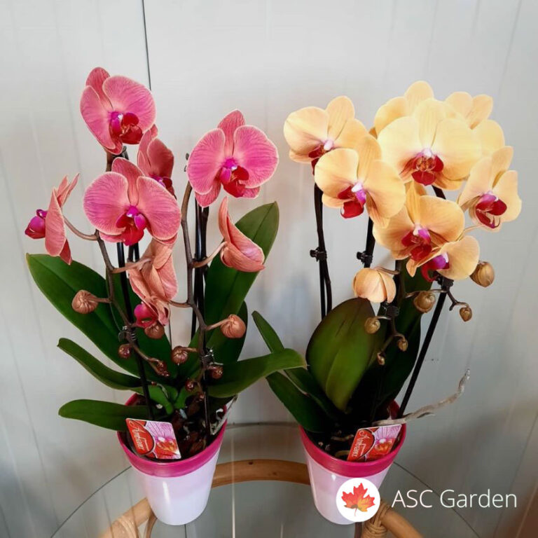 Phalaenopsis orhideja, Cena orhideja, orhideja u saksiji, orhideja