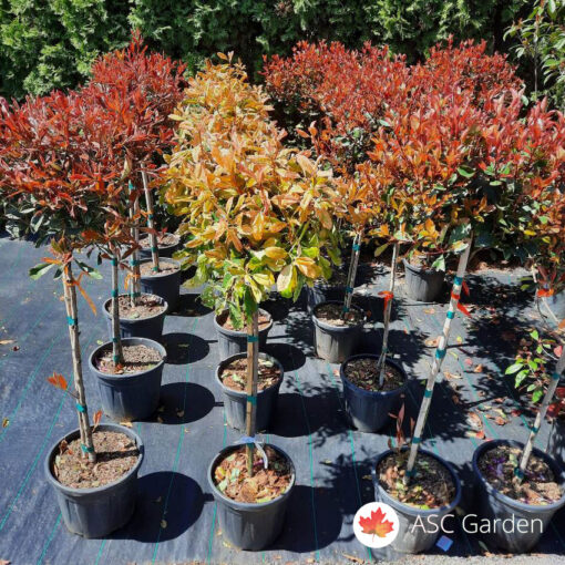 Photinia x fraseri - fotinija na štapu, Fotinija fraseri