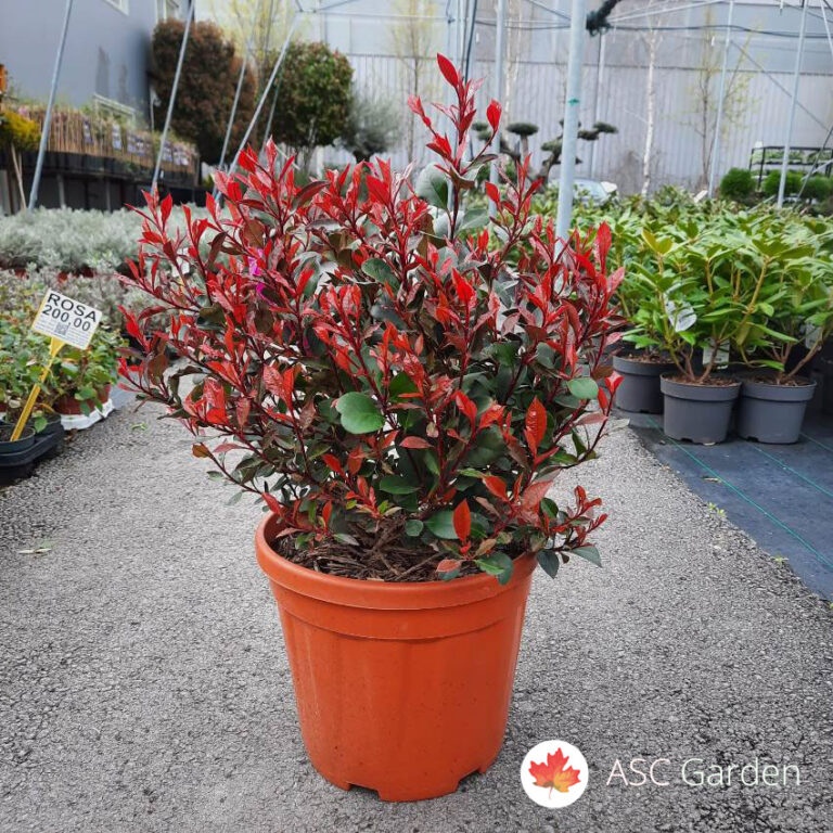 Photinia Little Red Robin 40 cm , živa ograda, prodaja fotinije