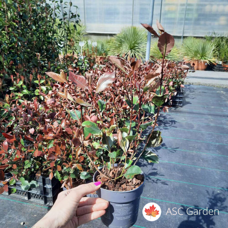 Photinia Little Red Robin 20 cm, fotinija