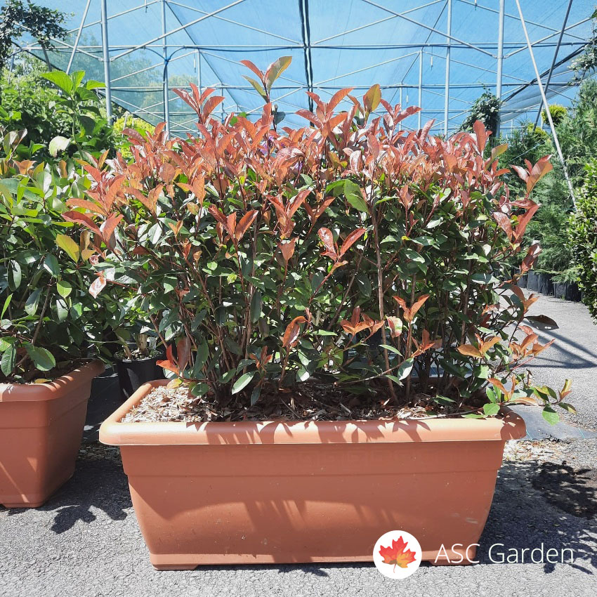 Photinia x fraseri 'Red Robin' - crvenolisna fotinija 20 cm, Fotinija