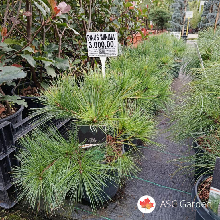 Pinus strobus 'Minima' 35 cm