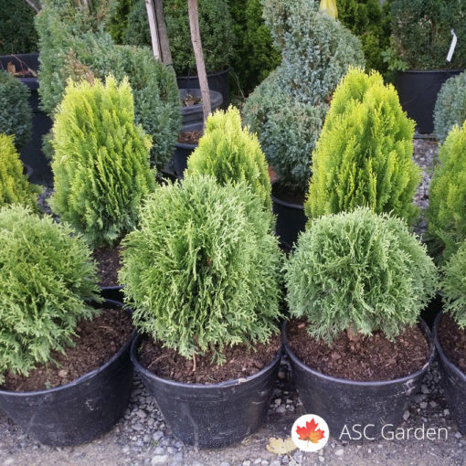 Thuja occidentalis Tiny Tim, cena sadnice tuje Tiny tin, rasadnik tuja