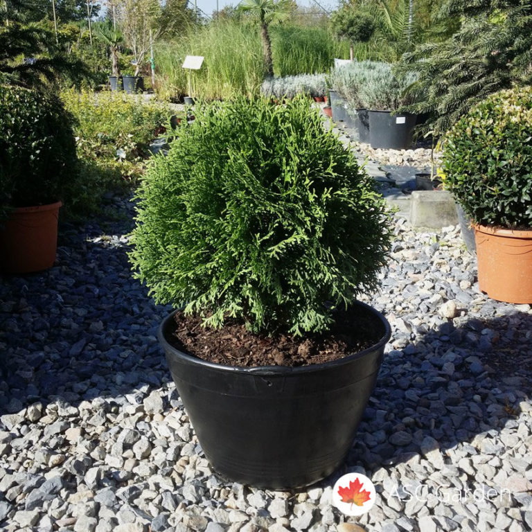 sadnja tuja, održavanje tuja, zalivanje tuja, orezivanje tuja