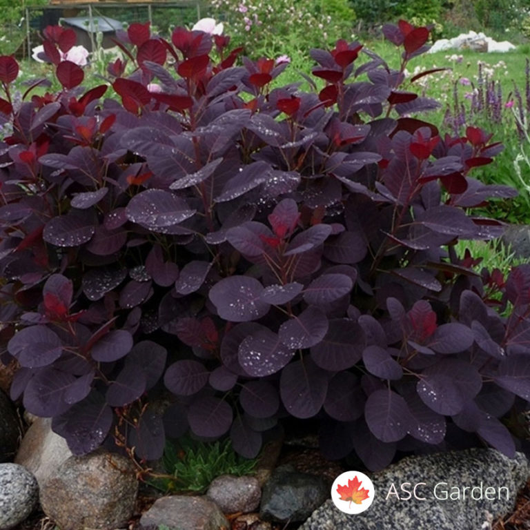 Photinia x fraseri 'Red Robin' - crvenolisna fotinija 20 cm, Fotinija