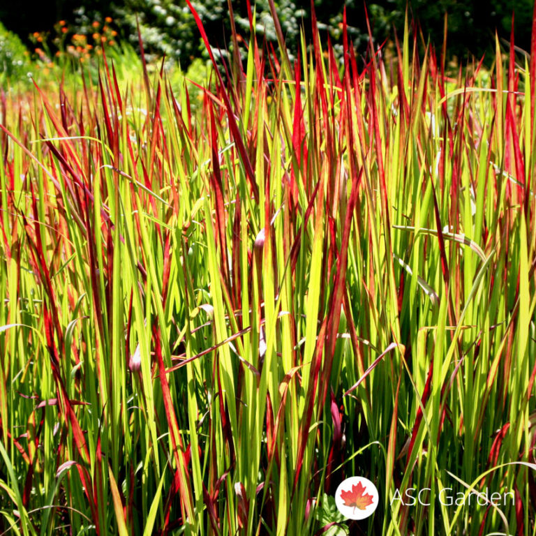 Crvena trava Imperata cylindrica Red Baron 40 - 50