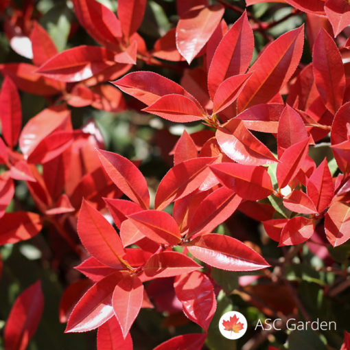 Photinia x fraseri 'Red Robin' - crvenolisna fotinija 20 cm, Fotinija