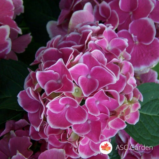 Crvena trava Imperata cylindrica Red Baron 40 - 50