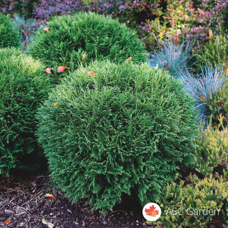 Thuja occidentalis Tiny Tim 20-25cm