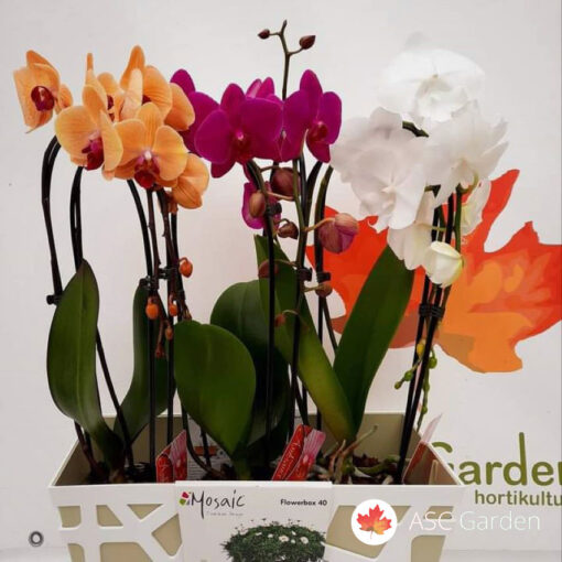 Phalaenopsis orhideja, Cena orhideja, orhideja u saksiji, orhideja