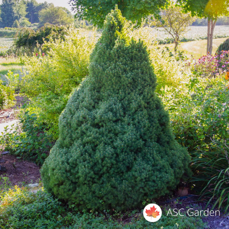 Picea glauca 'Perfecta' 175 cm