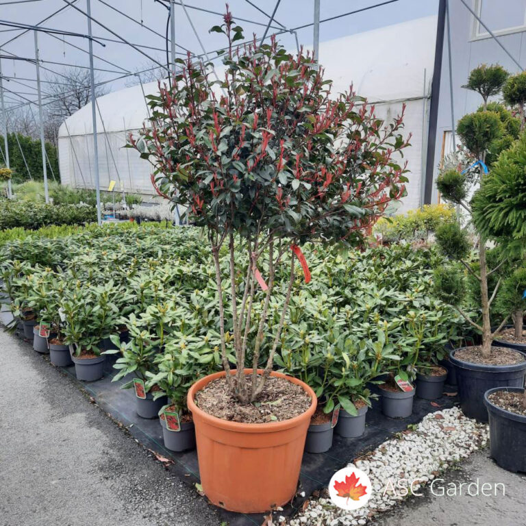 Photinia multi steam 140-150 cm, fotinija prodaja, cena fotinije