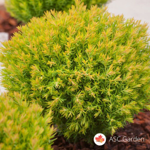 Thuja occidentalis Teddy 30 cm