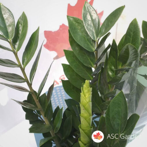 Zamija Zamioculcas Cena Zamije Cena Zamioculcasa